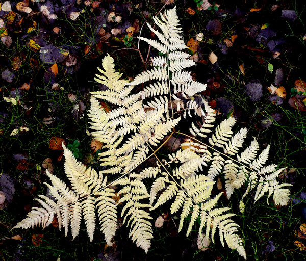 Fern Leaf In Autumn Free Stock Photos Rgbstock Free Stock Images Fern Leaf In Autumn Free Stock Photos Rgbstock Free Stock Images